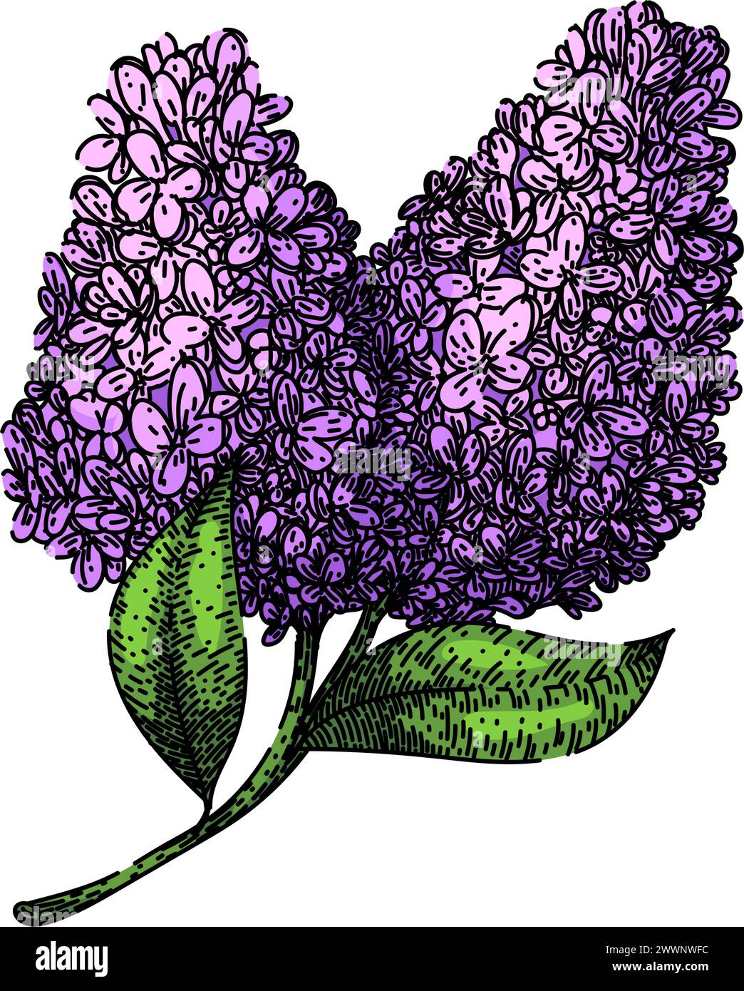 drawing lilac sketch hand drawn vector Stock Vector Image & Art - Alamy
