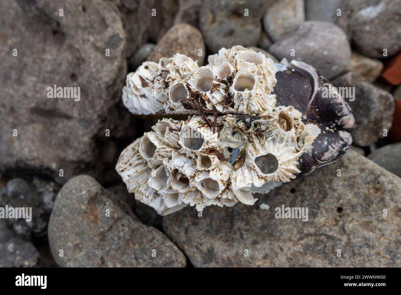 Shell of a sea mussel, covered by coral. Pebbles on the beach of ...