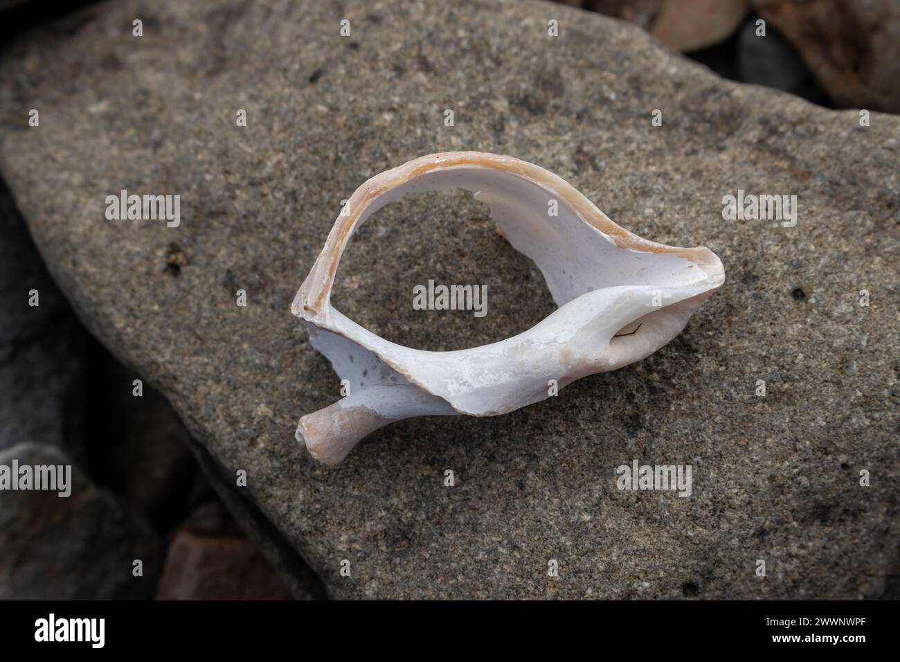 White broken sea snail conch, found on the beach in the north Iceland ...