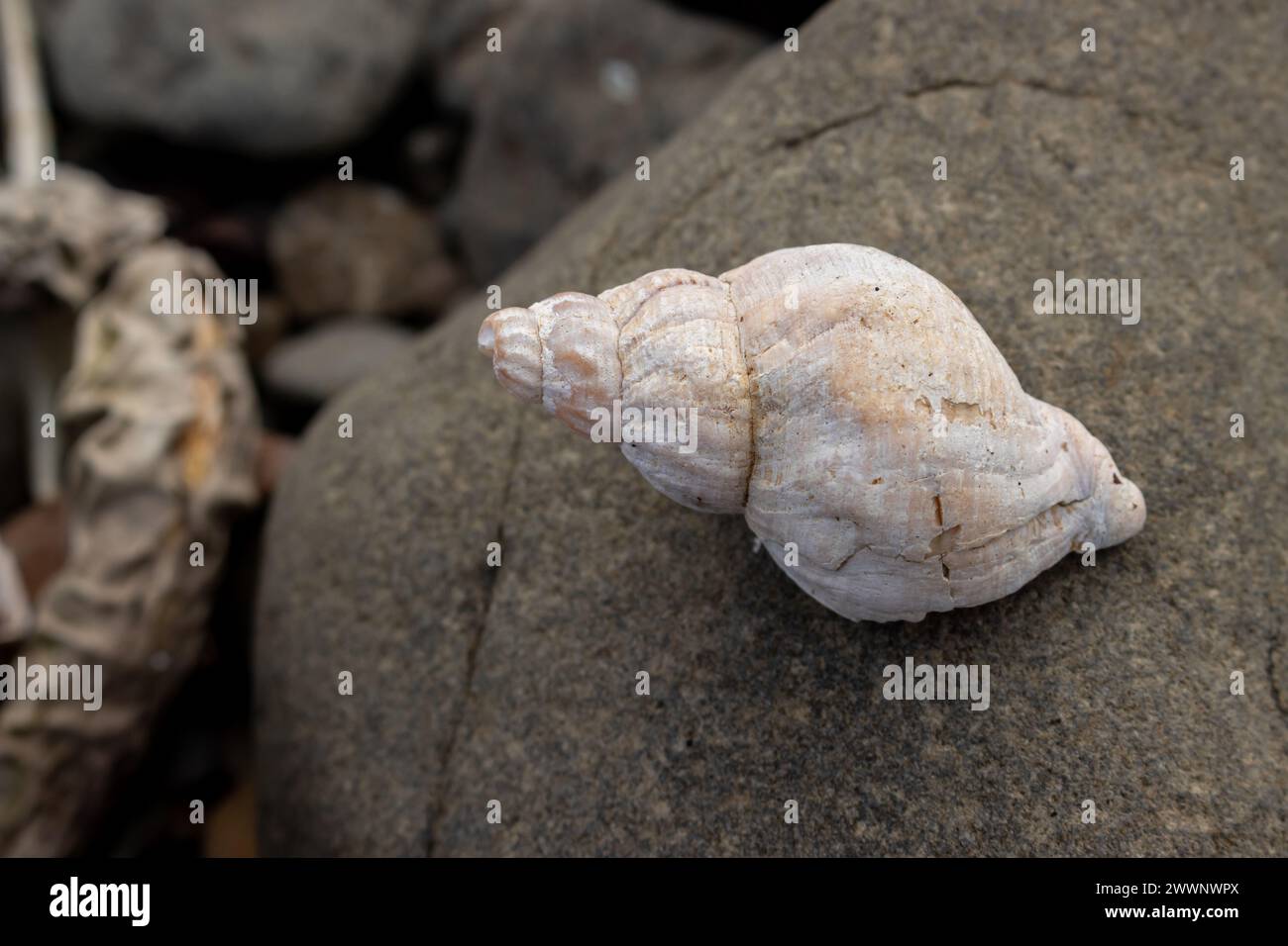 Light color of the snail shell. Dark volcanic stone in the background ...