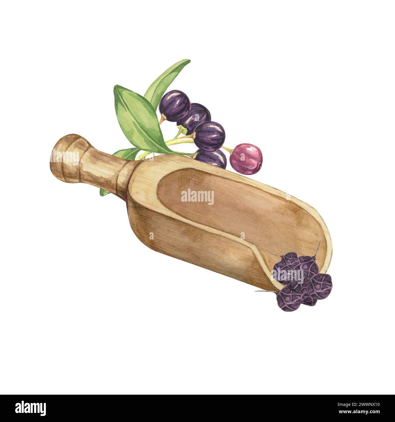 Dry maqui berries in wooden spoon, composition with leaves, fresh ...