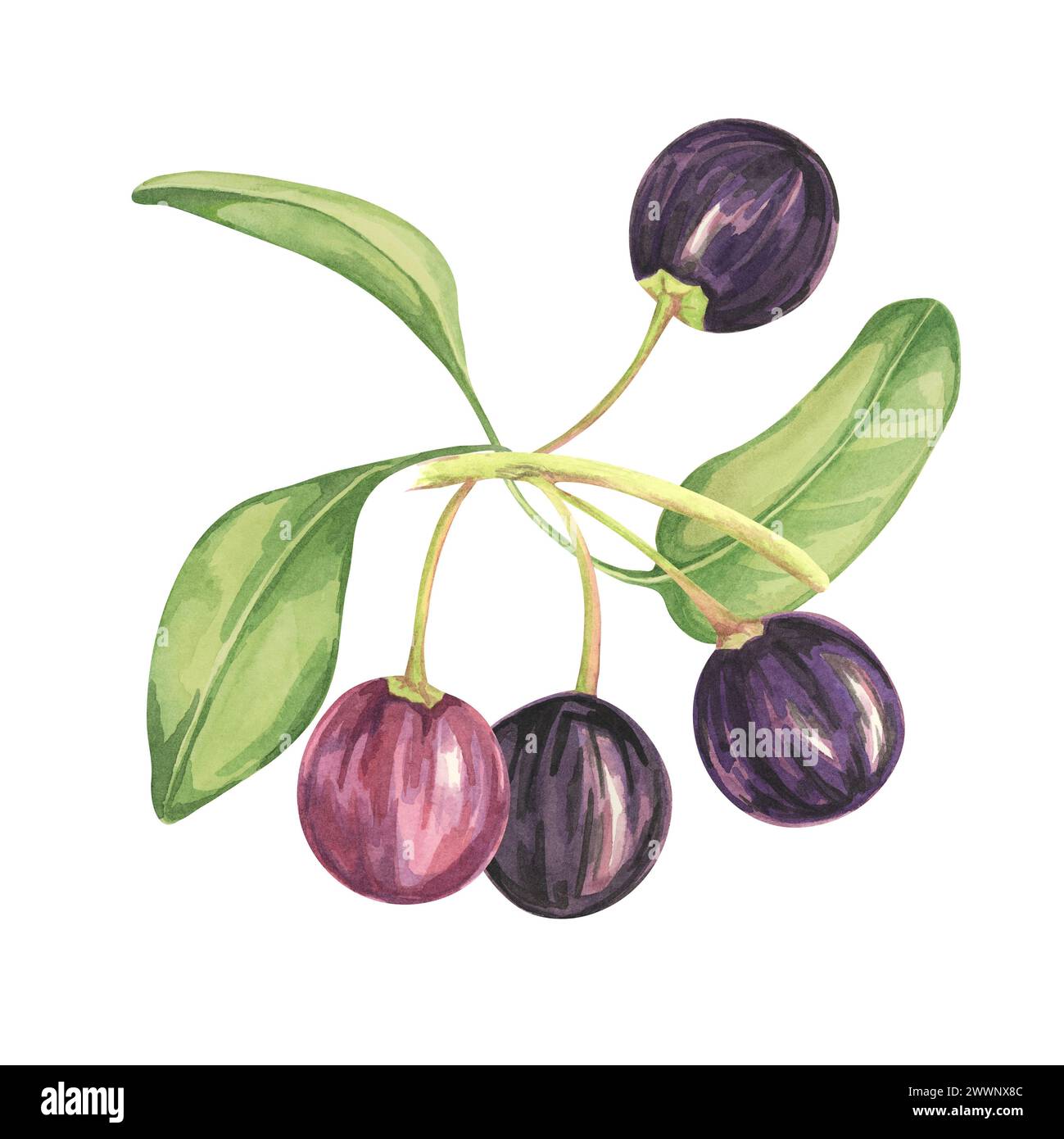 Mapuche tree hi-res stock photography and images - Alamy