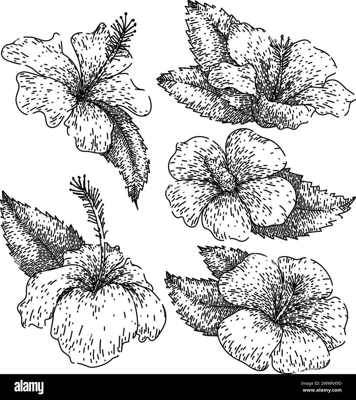 Pink hibiscus hawaii Black and White Stock Photos & Images - Alamy