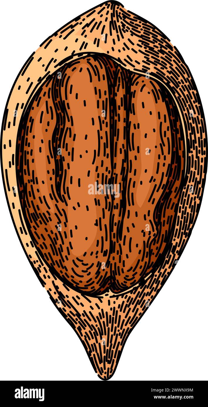 shell pecan nut sketch hand drawn vector Stock Vector Image & Art - Alamy