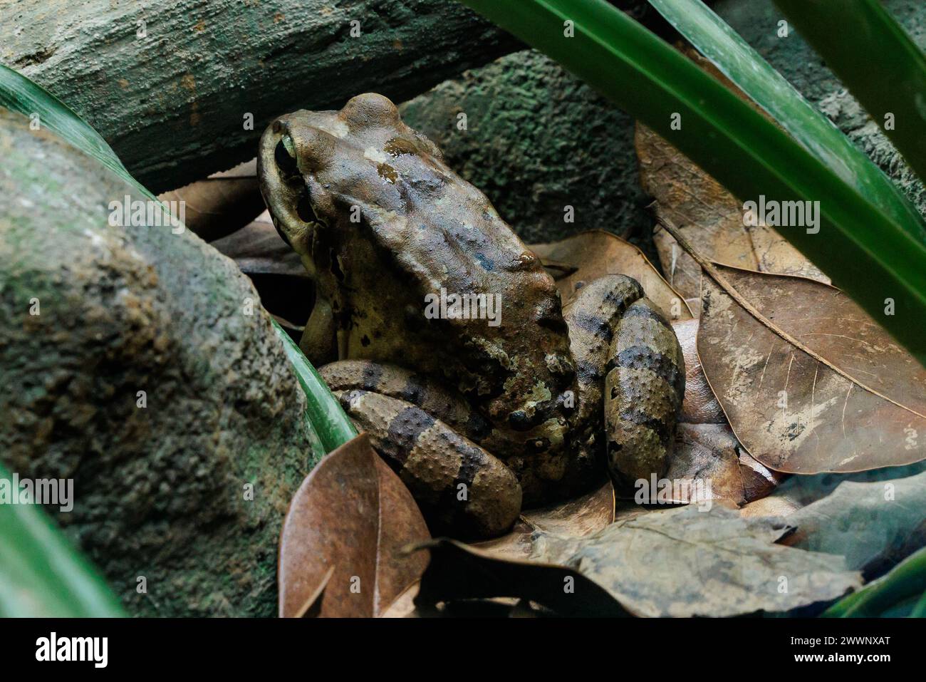 Giant chicken frog hi-res stock photography and images - Alamy