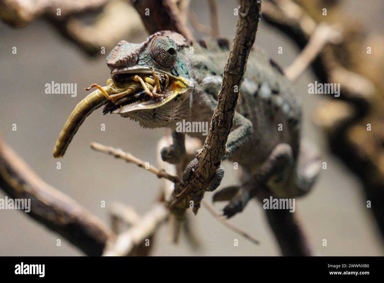 ZSL London Zoo, London, UK. 25th March 2024. London Zoo opens Secret ...