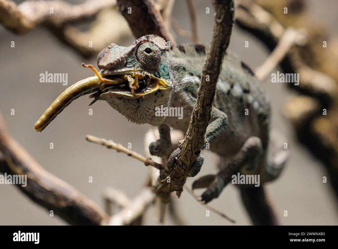 ZSL London Zoo, London, UK. 25th March 2024. London Zoo opens Secret ...