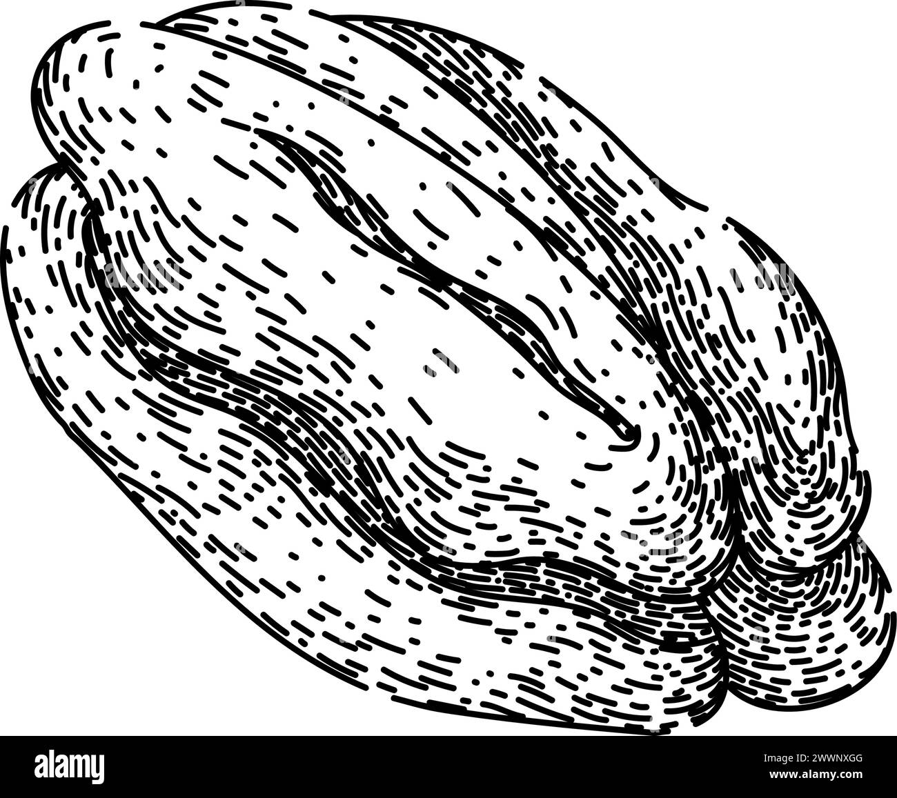 Pecan nut fruit shell Stock Vector Images - Alamy