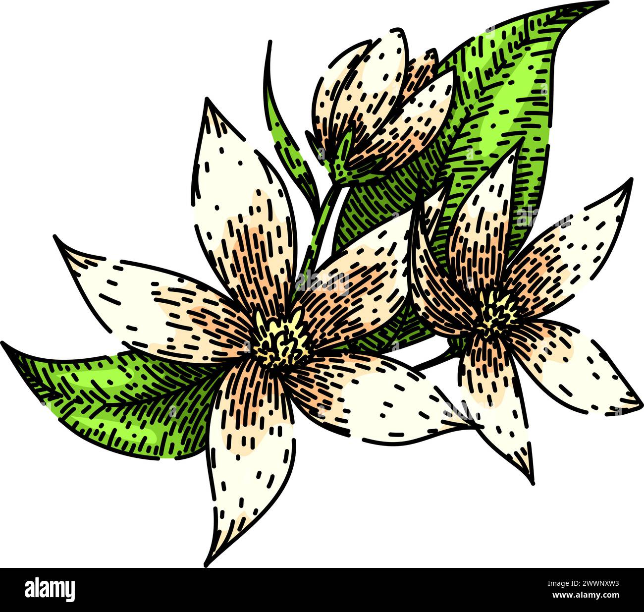 botanical jasmine sketch hand drawn vector Stock Vector Image & Art - Alamy