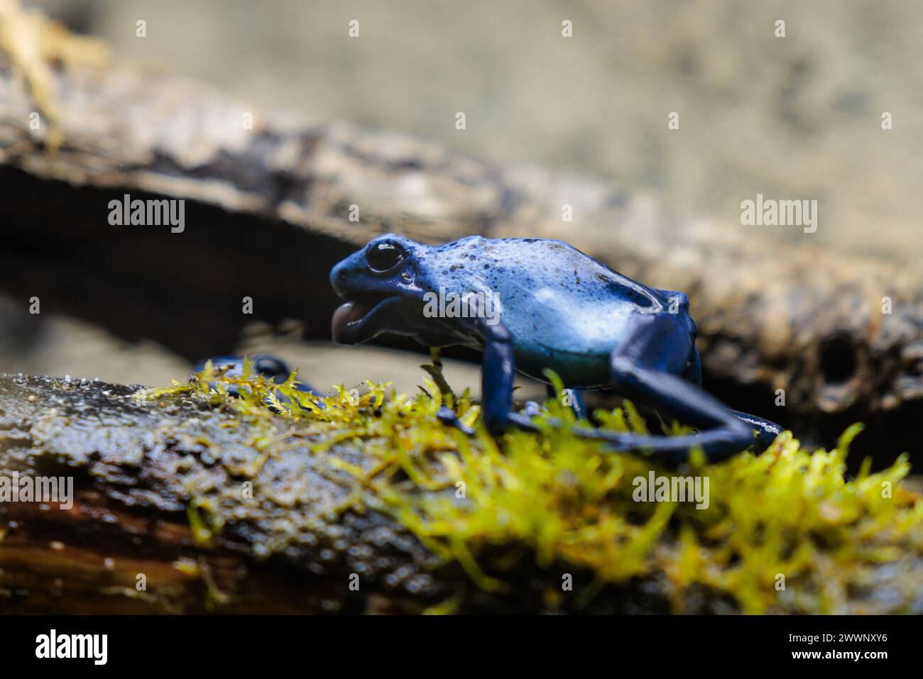ZSL London Zoo, London, UK. 25th March 2024. London Zoo opens Secret Life of Reptiles and ...