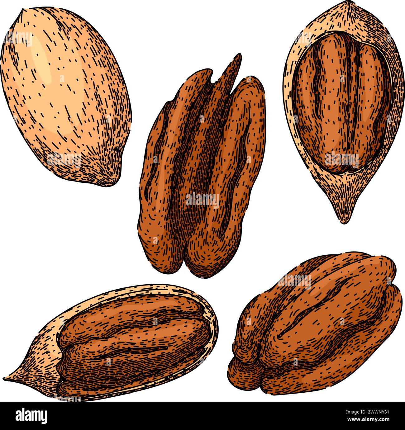 pecan nut set sketch hand drawn vector Stock Vector Image & Art - Alamy
