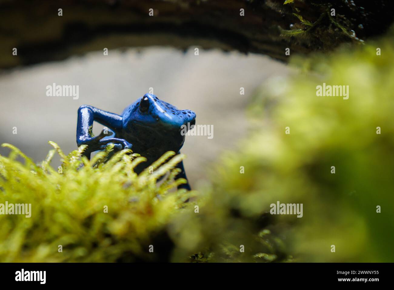 ZSL London Zoo, London, UK. 25th March 2024. London Zoo opens Secret ...