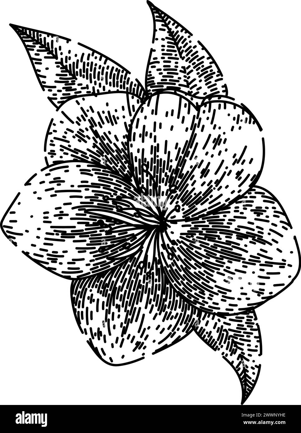 Yellow Primrose Tattoos