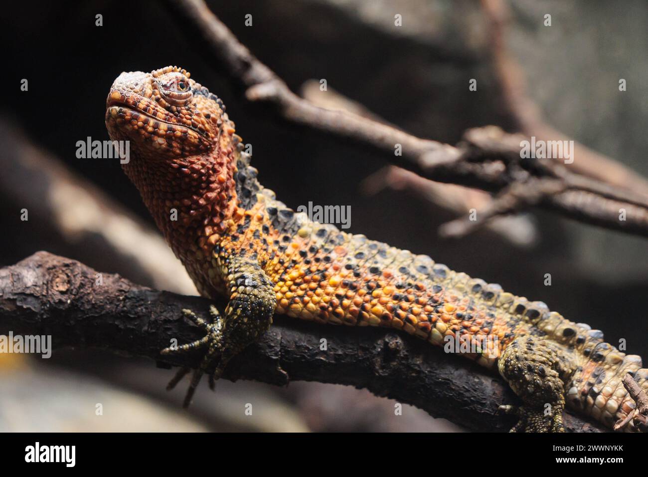 ZSL London Zoo, London, UK. 25th March 2024. London Zoo opens Secret ...