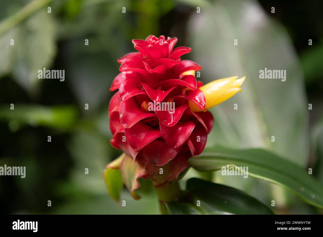 Tropical blossom pattern, tropical flowers background. Red hawaiian ...