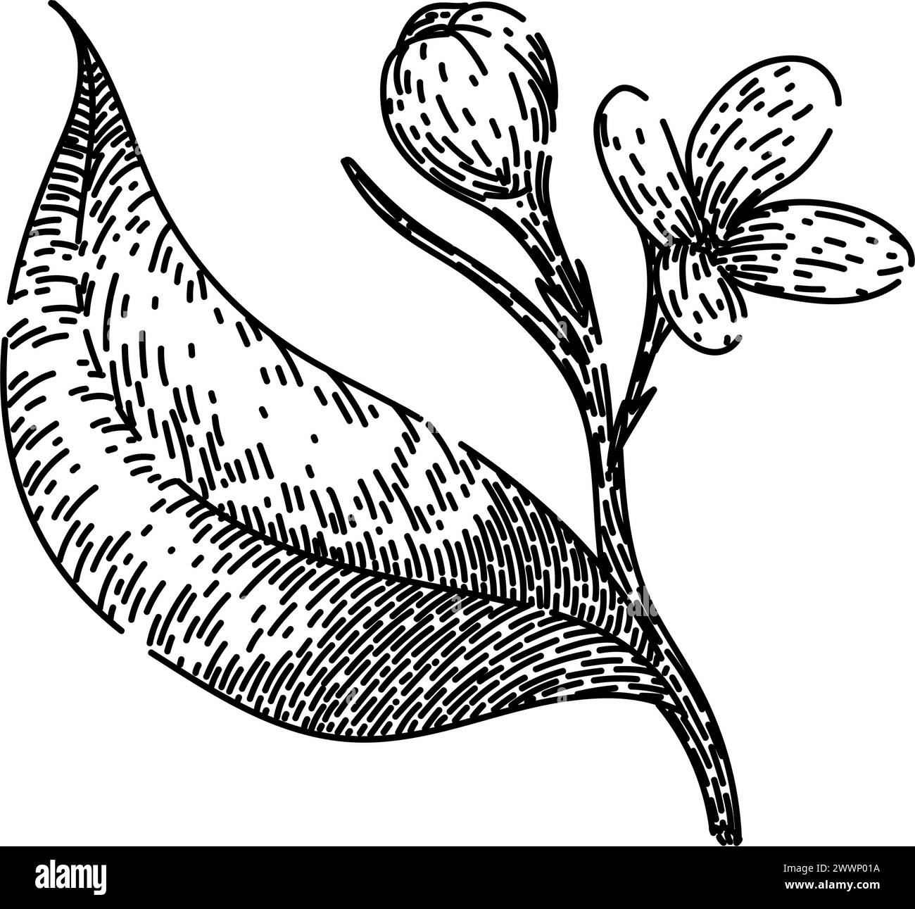 Purple contour Black and White Stock Photos & Images - Alamy