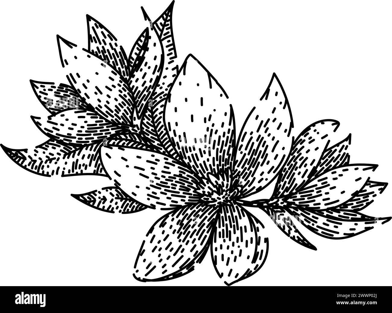 Branch jasmine flower Black and White Stock Photos & Images - Alamy