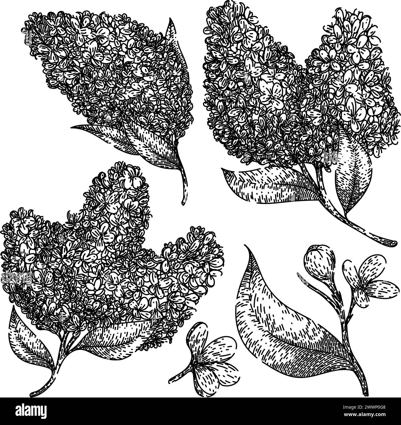 lilac set sketch hand drawn vector Stock Vector Image & Art - Alamy