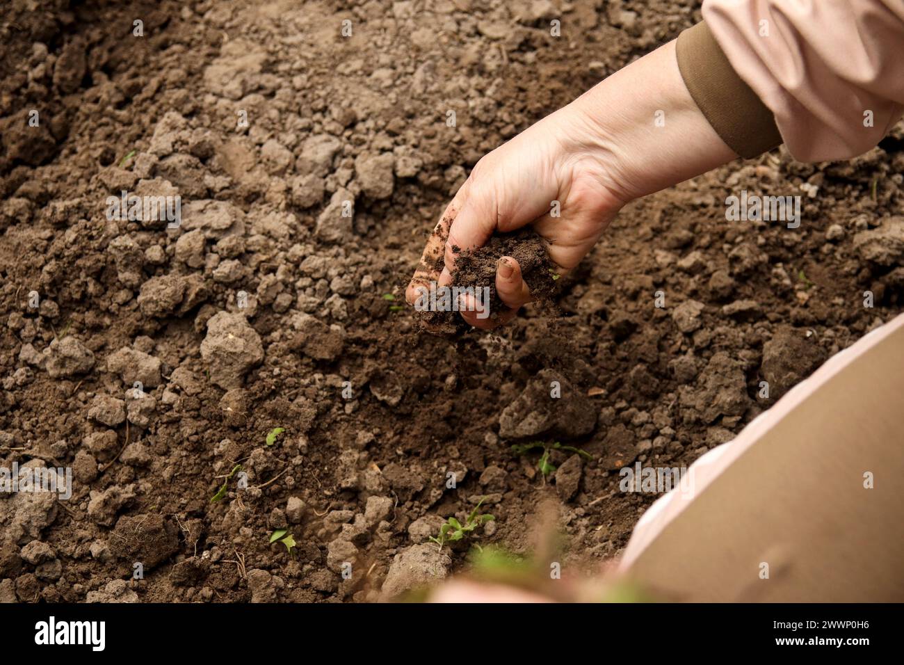Close up female hand holding soil. Gardening concept outside. Wellness ...
