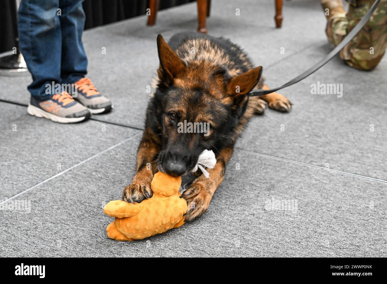 Military working dog Kay, 75th Security Forces Squadron, plays with his ...