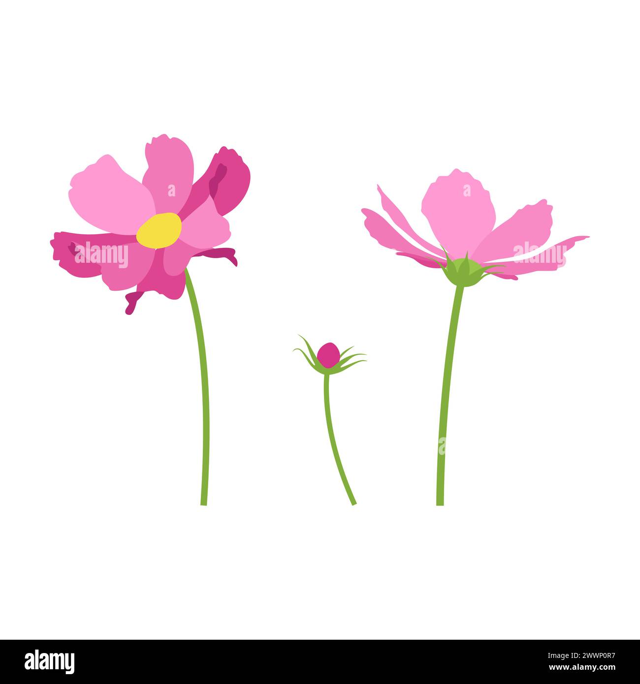 Set of pink cosmos flowers, stems, bud, flowers. Vector, white ...