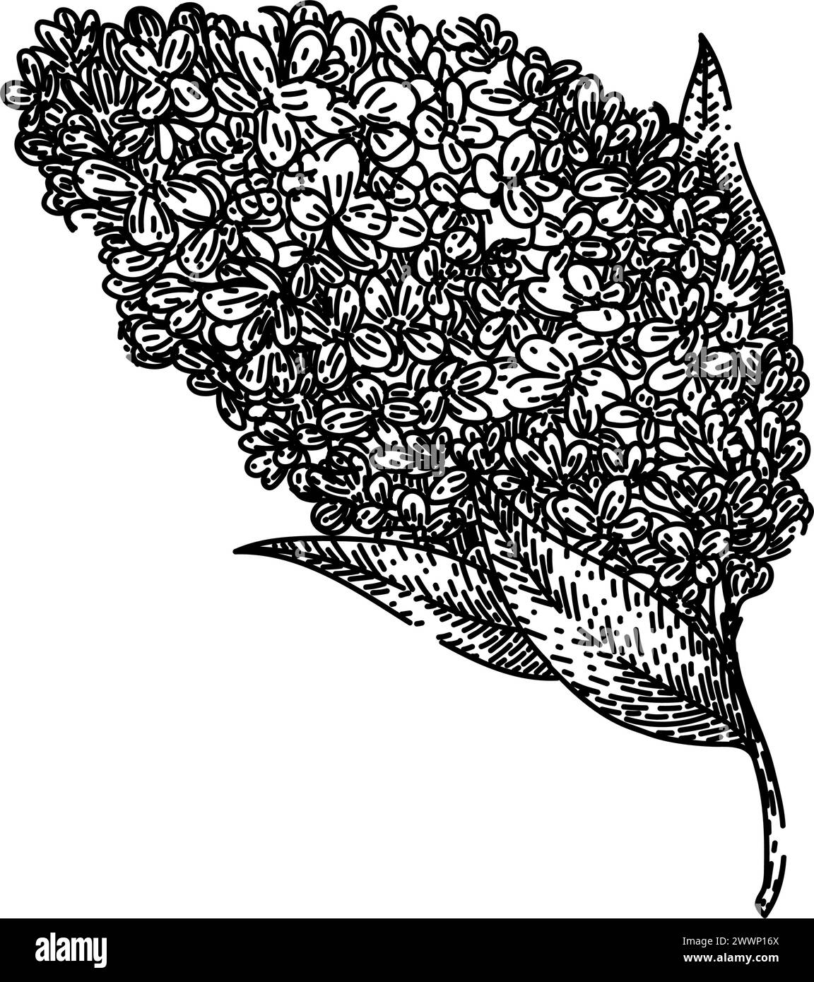 Lilac flower vector Black and White Stock Photos & Images - Alamy