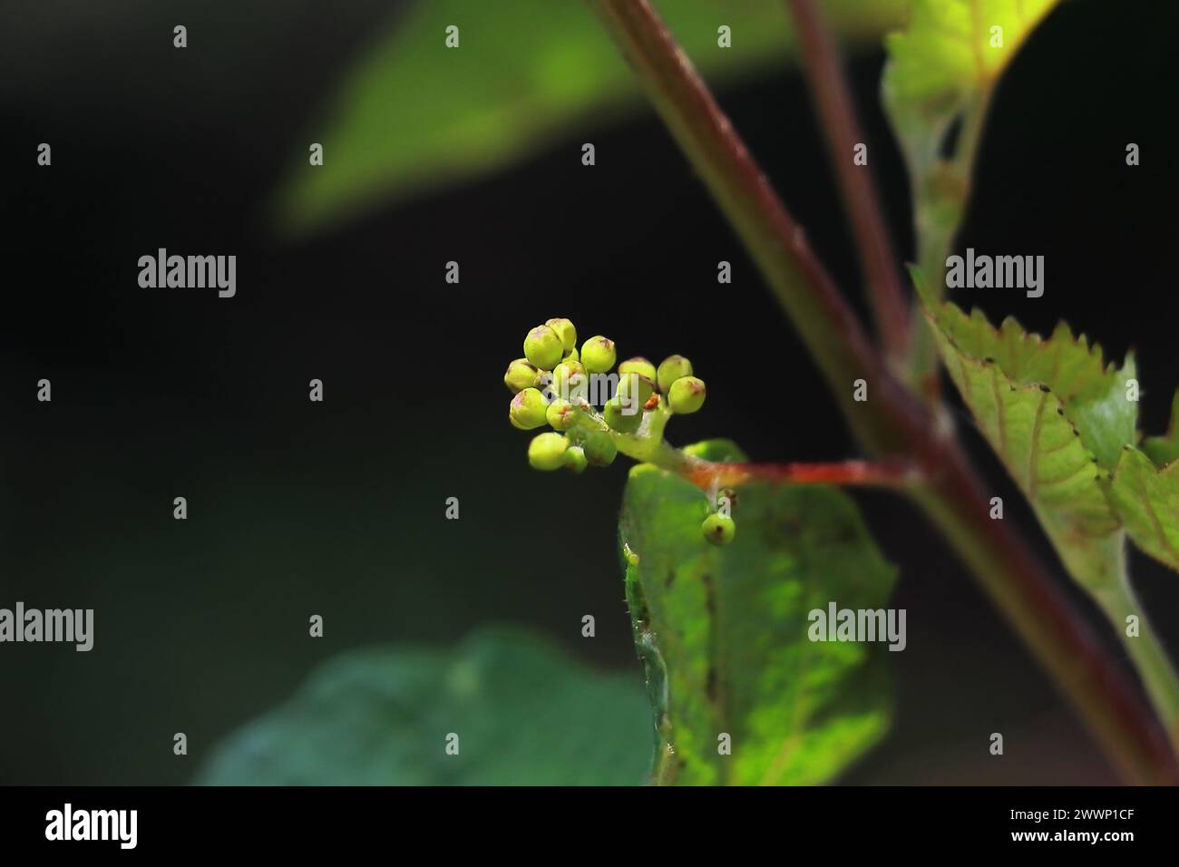 Grape flower hi-res stock photography and images - Alamy
