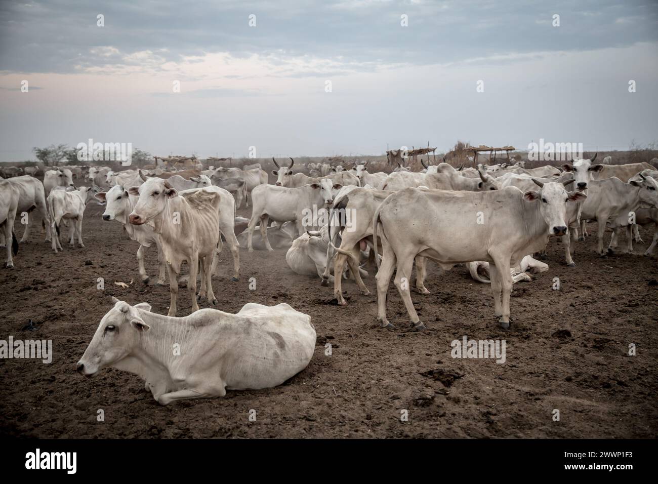 Much of South Sudan's population depend heavily on cattle, but ...