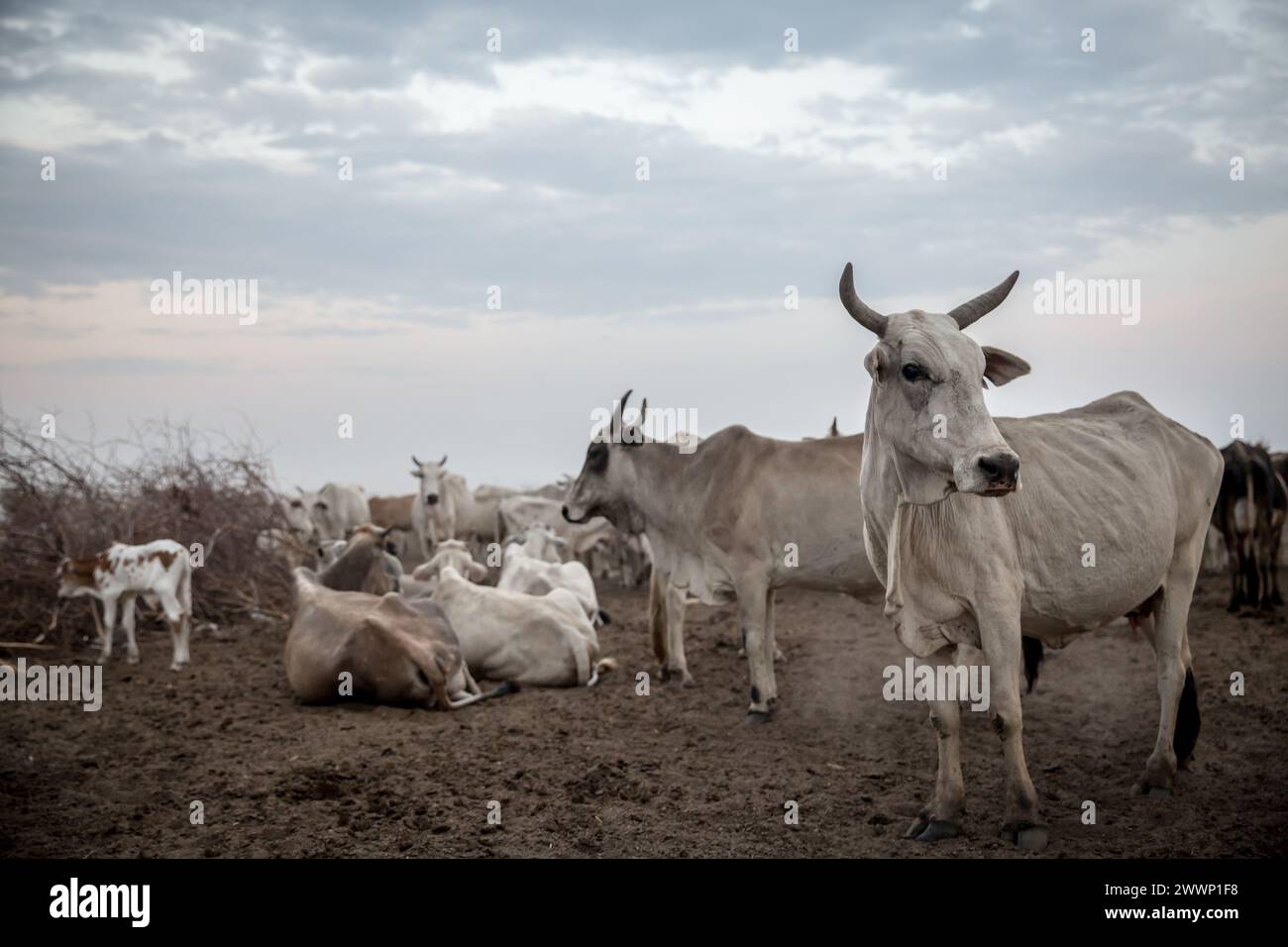 Much of South Sudan's population depend heavily on cattle, but ...