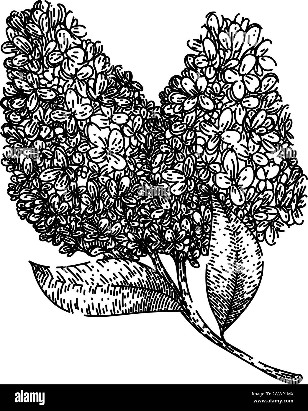 drawing lilac sketch hand drawn vector Stock Vector Image & Art - Alamy