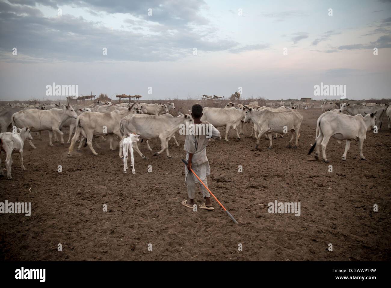 Much of South Sudan's population depend heavily on cattle, but ...