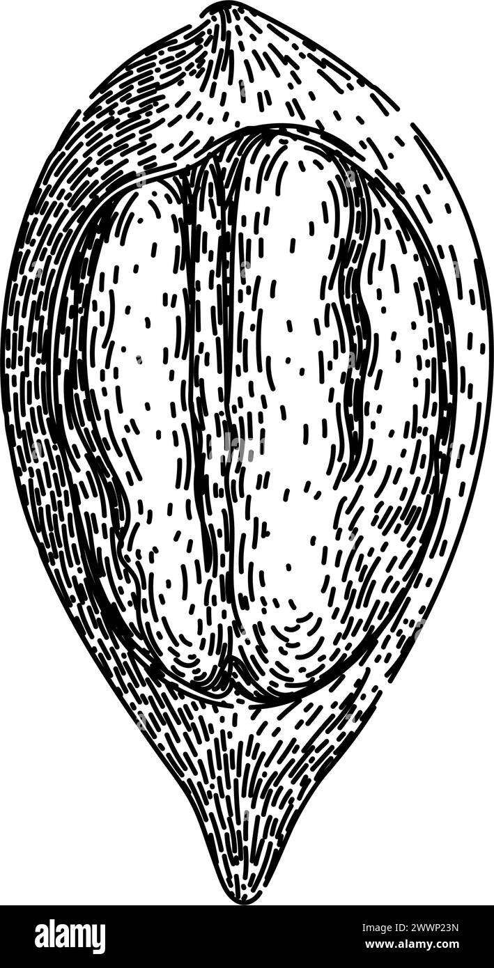 shell pecan nut sketch hand drawn vector Stock Vector Image & Art - Alamy
