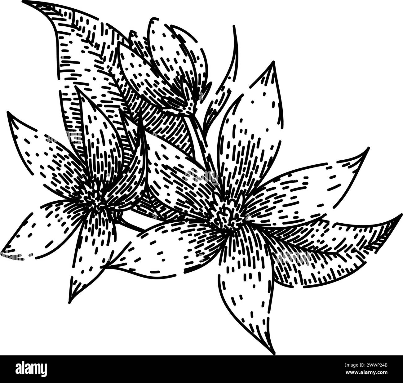 botanical jasmine sketch hand drawn vector Stock Vector Image & Art - Alamy