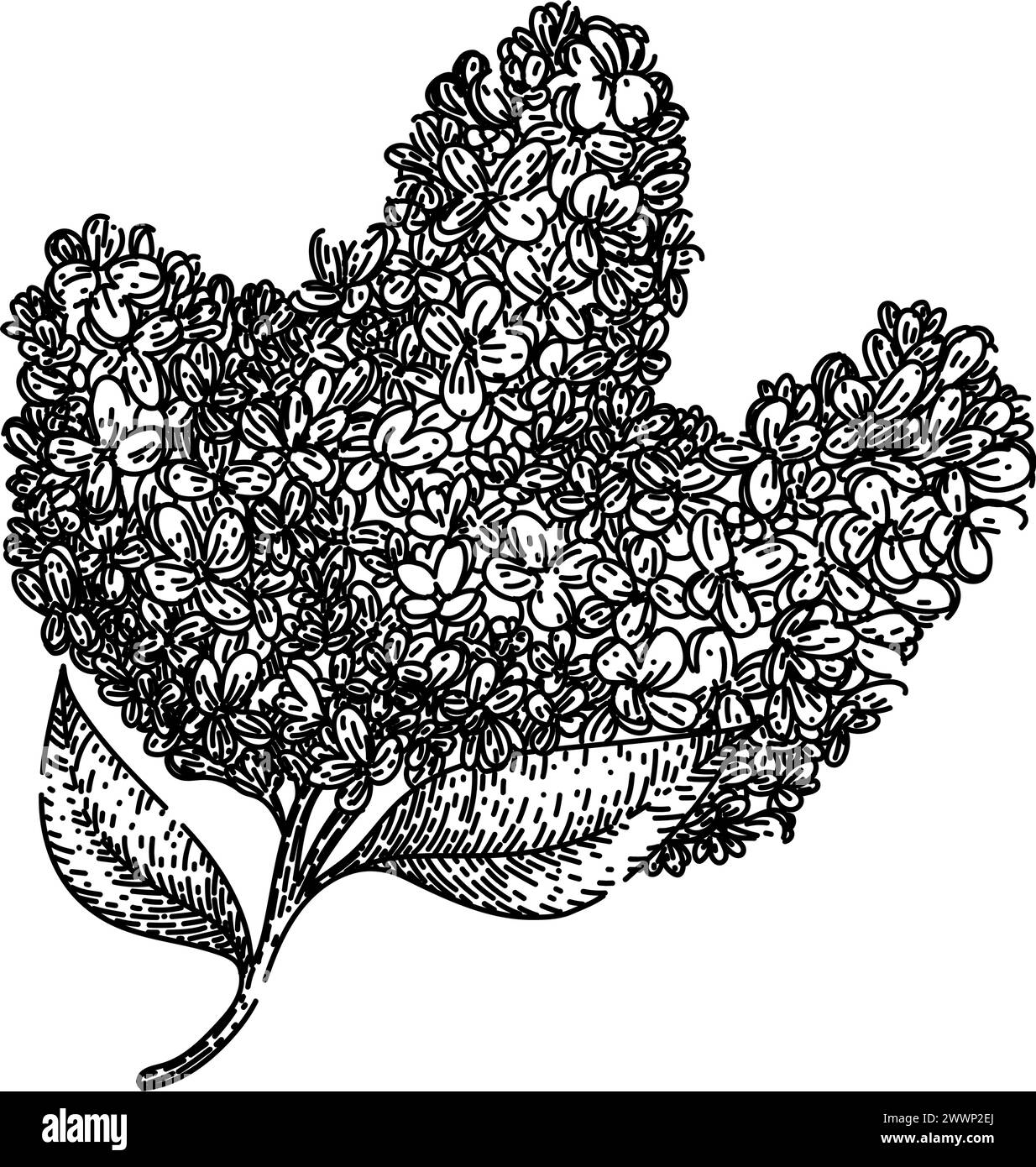 line lilac sketch hand drawn vector Stock Vector Image & Art - Alamy