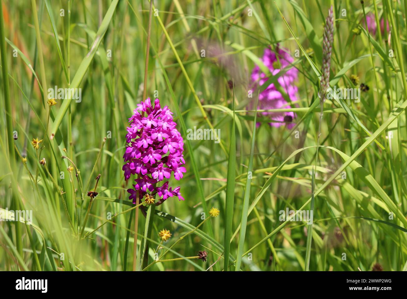 Wild pyramidal orchid (Anacamptis pyramidalis) native to southwestern ...