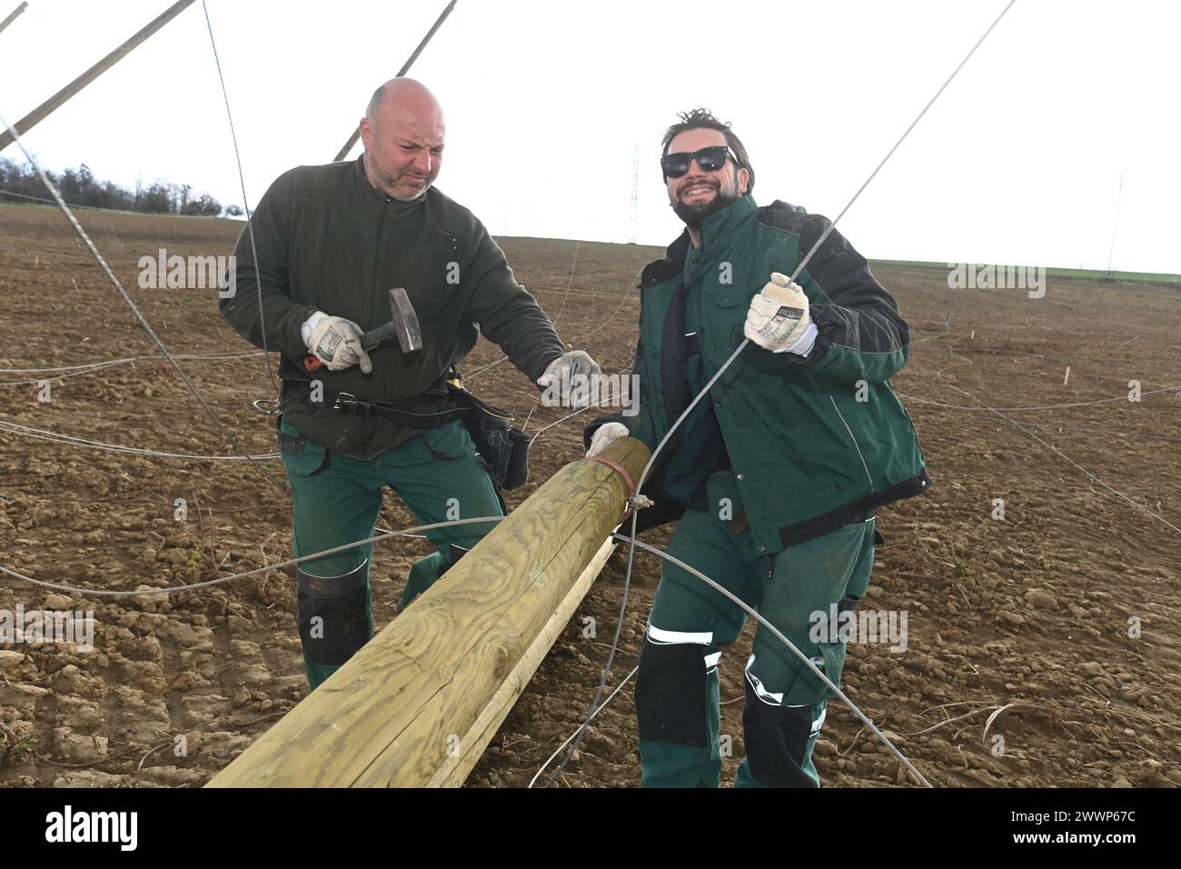 Workers from the Zatec hop-growing cooperative continue the ...