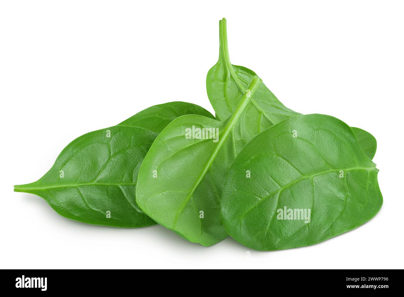 Baby spinach leaves isolated on white background Stock Photo - Alamy