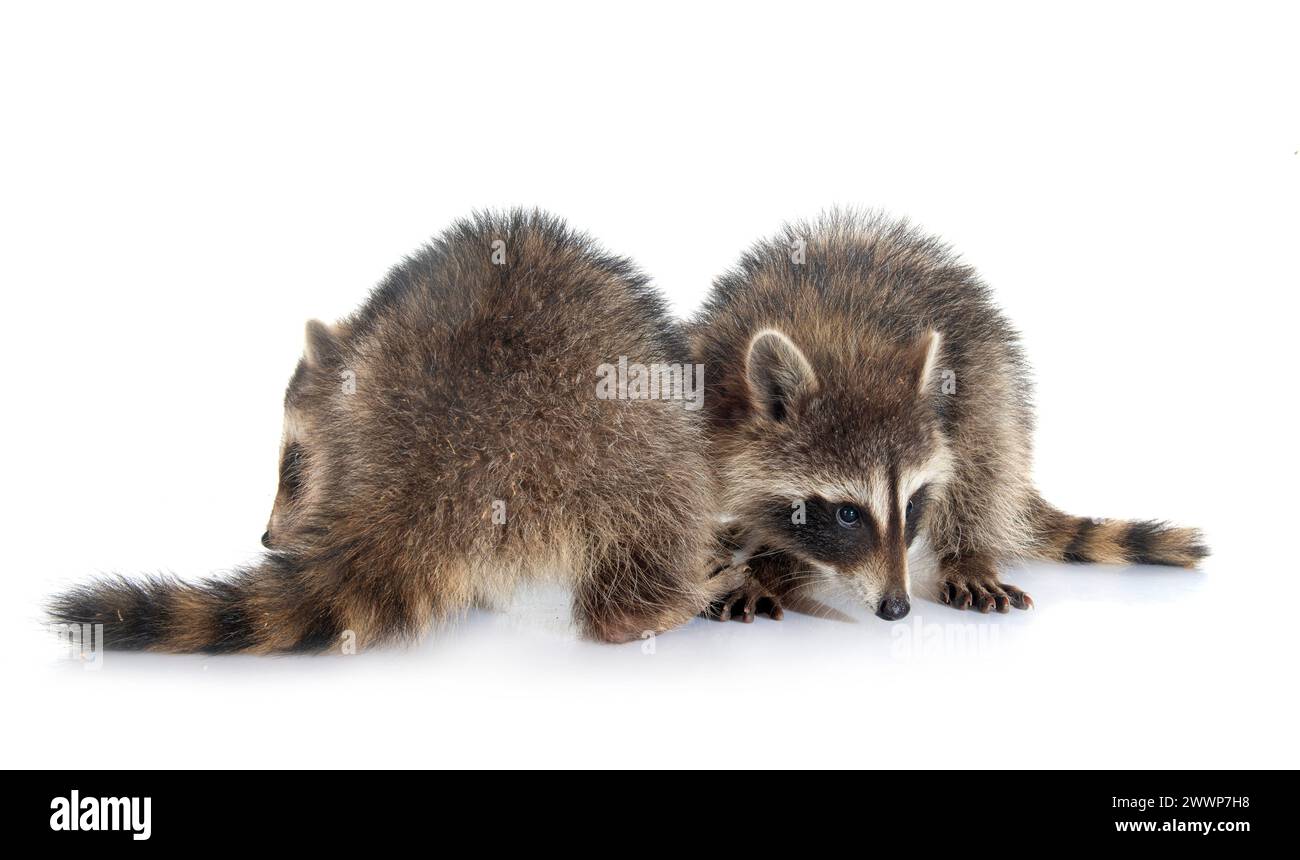 young raccoons in front of white background Stock Photo - Alamy