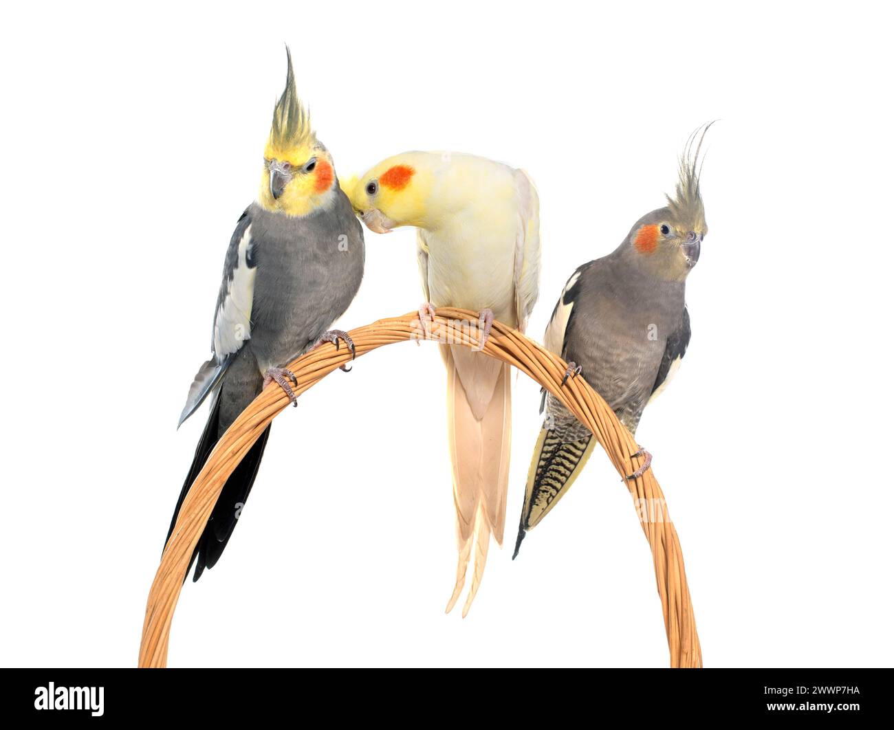 three cockatiel playing in front of white background Stock Photo - Alamy