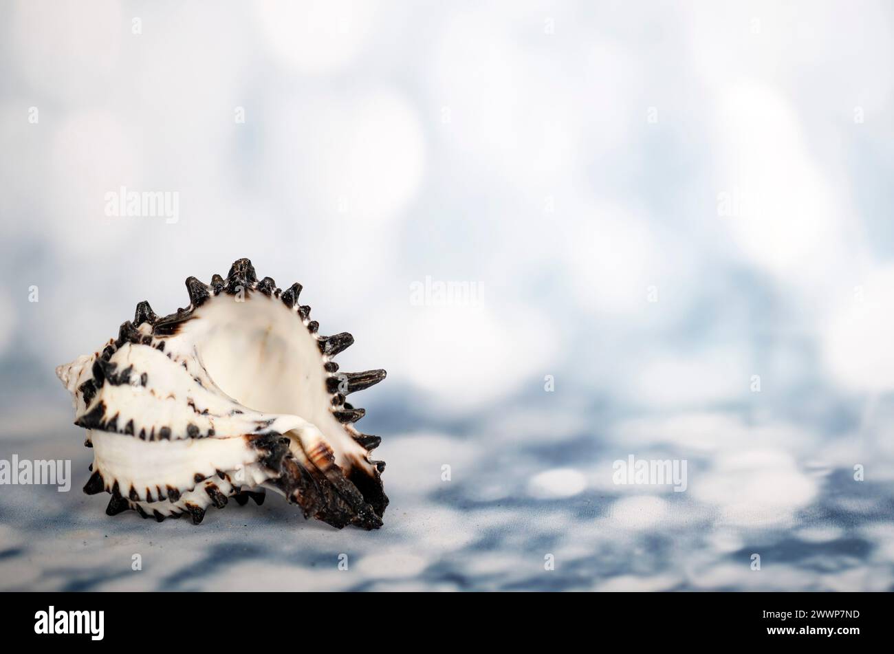beautiful sheefish in front of blue background Stock Photo - Alamy