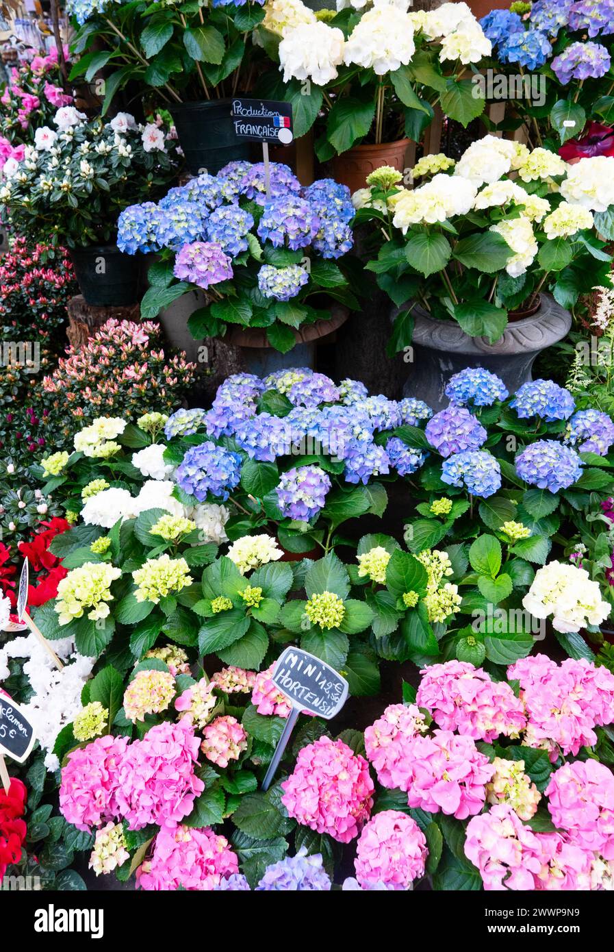 Paris flower market Stock Photo - Alamy