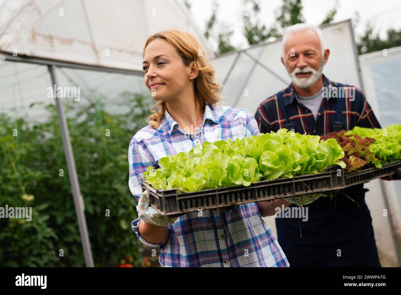 Farmer workers harvesting lettuce and vegetables from the greenhouse ...