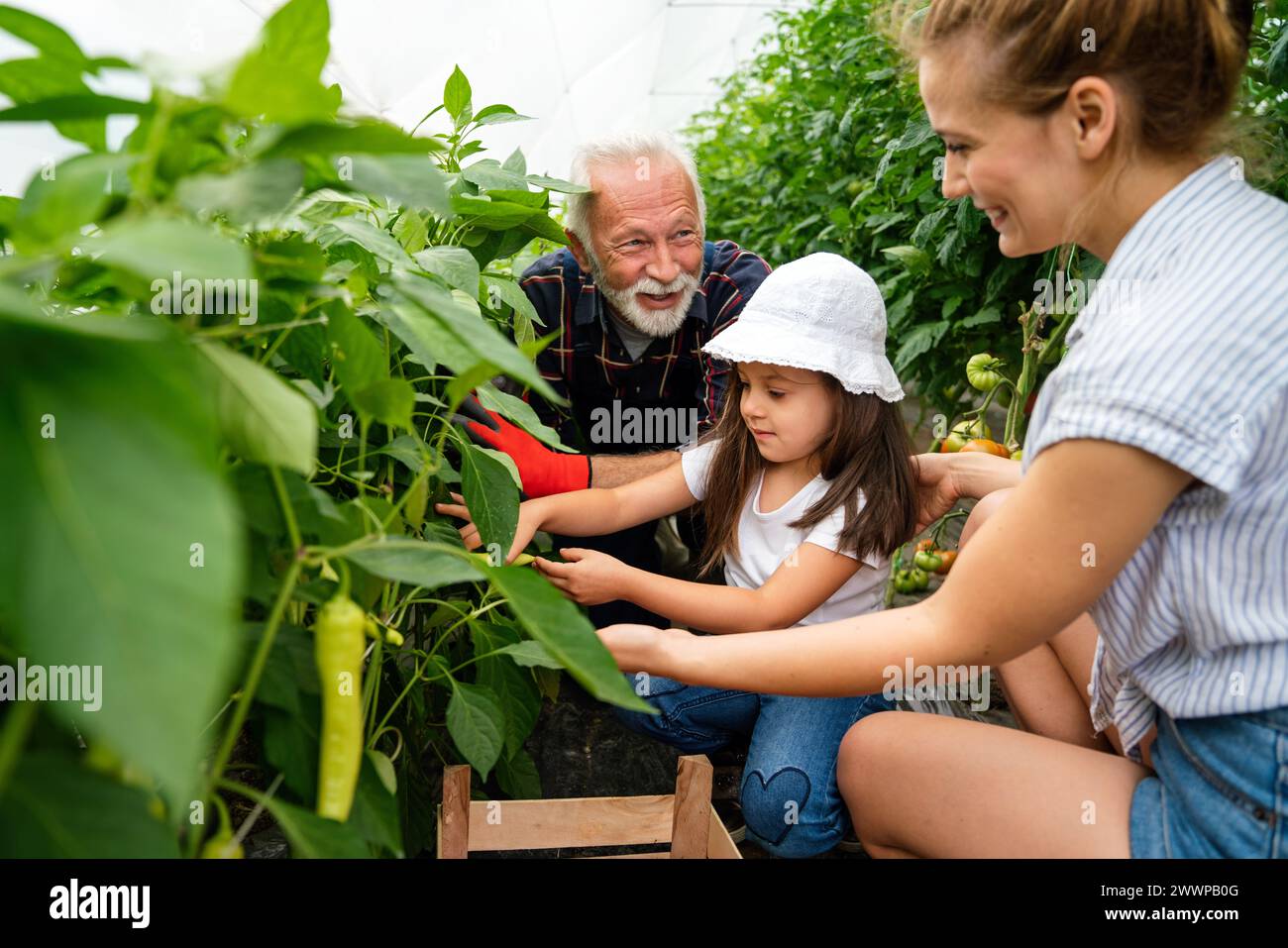 Happy family, generations working together organic farm in greenhouse ...