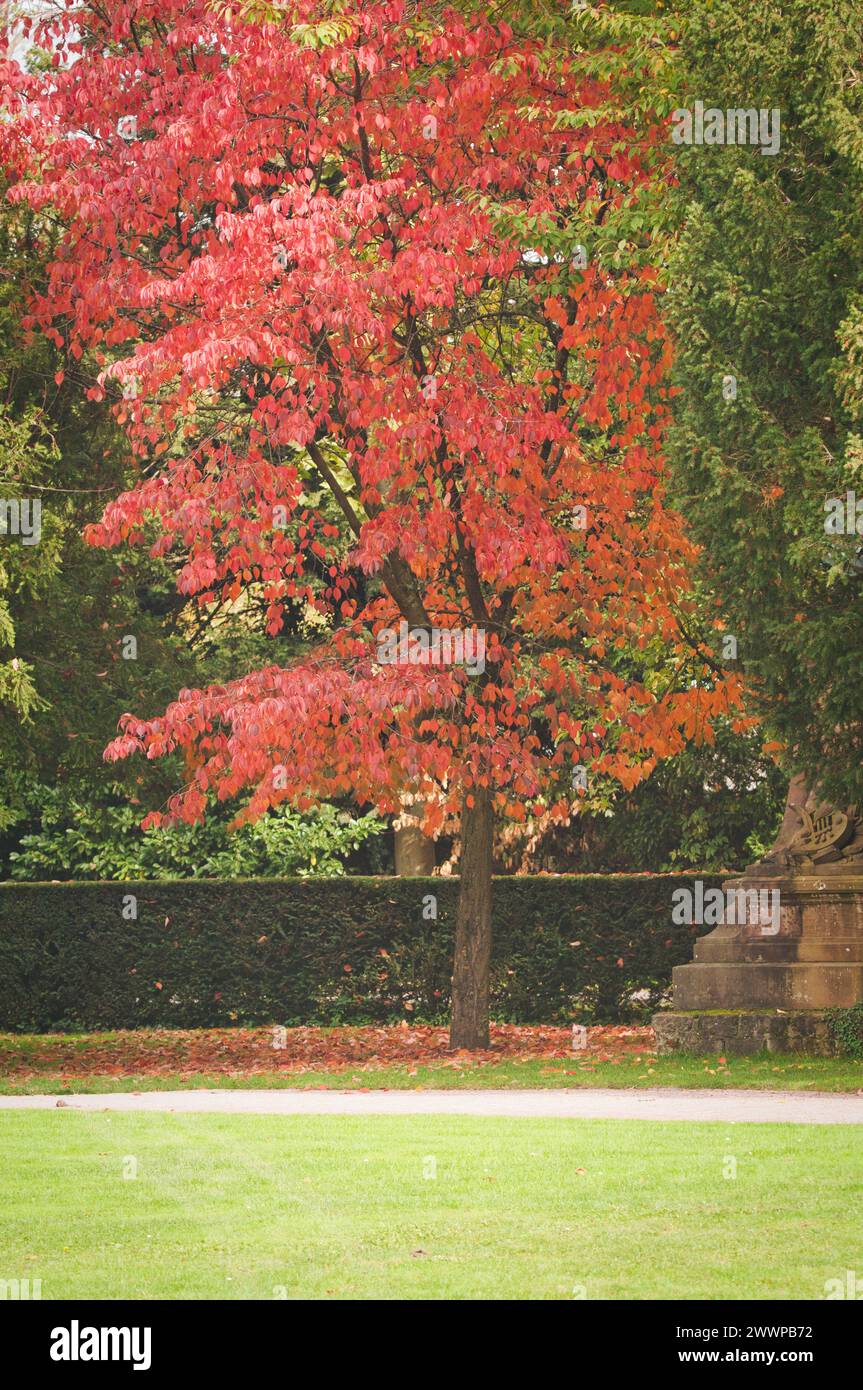 different aspects of colors in nature during autumn period Stock Photo ...