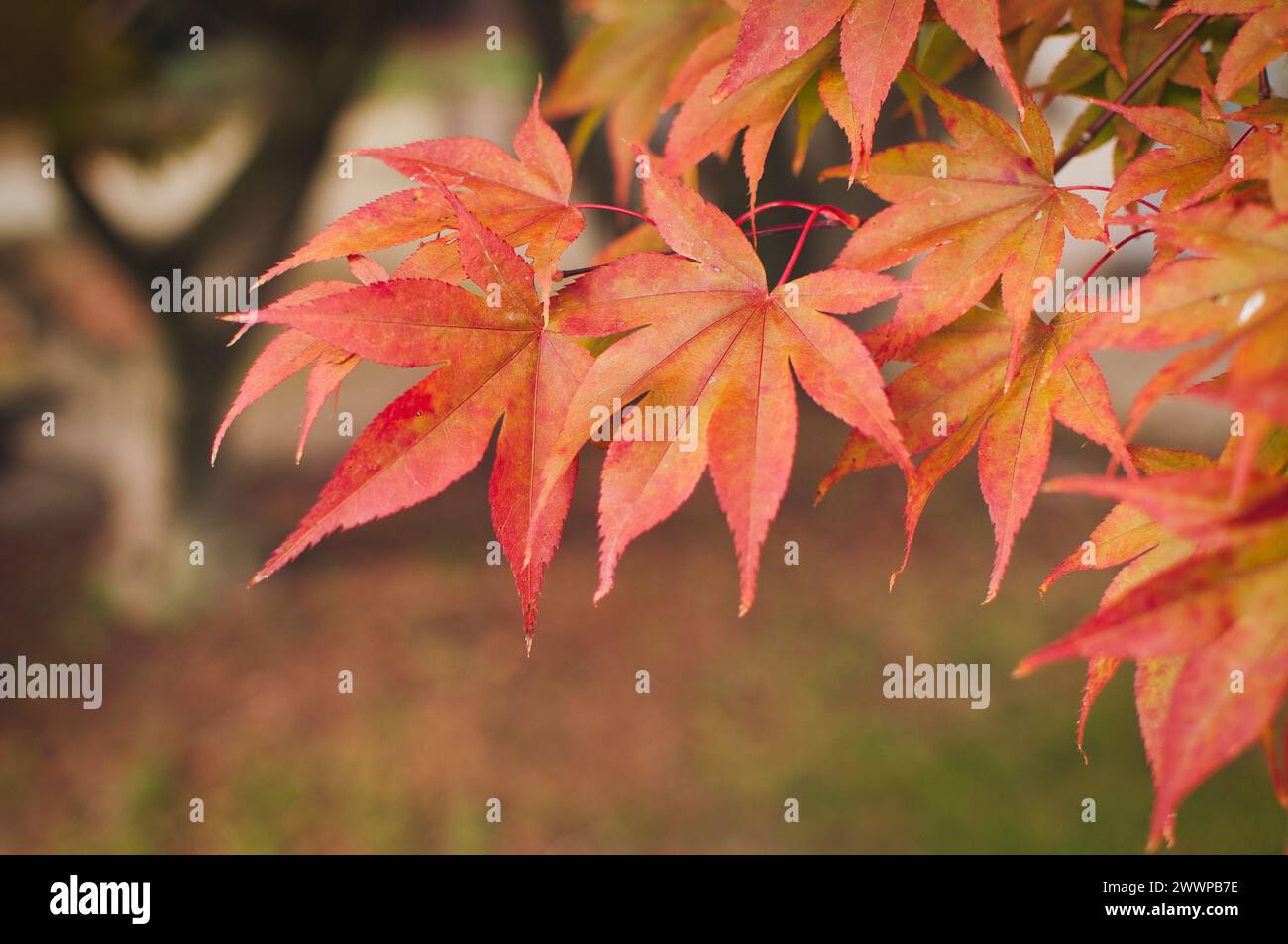 different aspects of colors in nature during autumn period Stock Photo ...