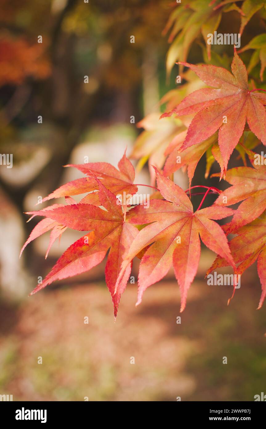 different aspects of colors in nature during autumn period Stock Photo ...