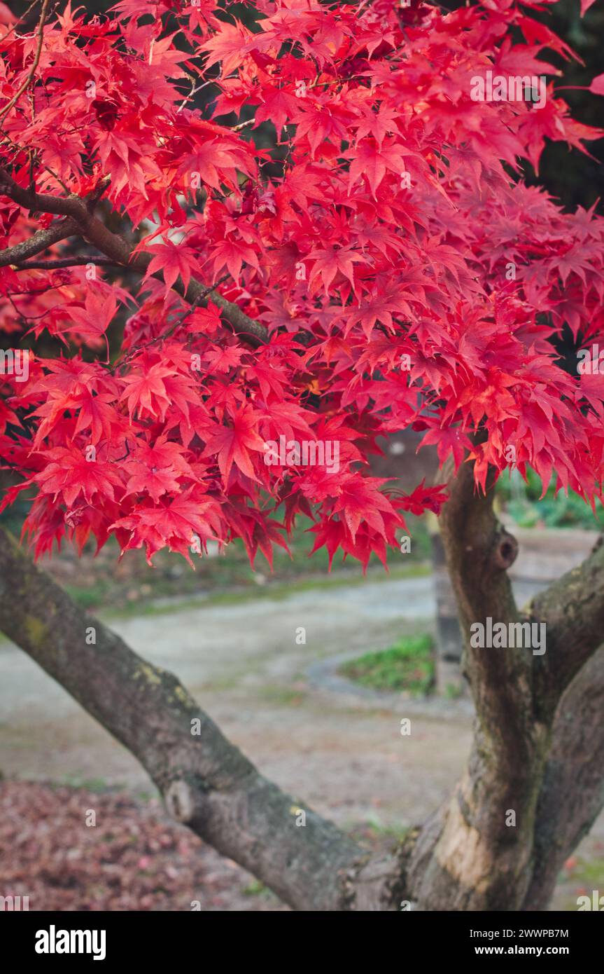 different aspects of colors in nature during autumn period Stock Photo ...