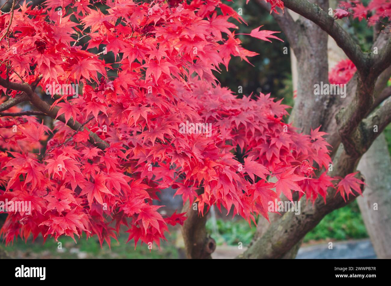 different aspects of colors in nature during autumn period Stock Photo ...