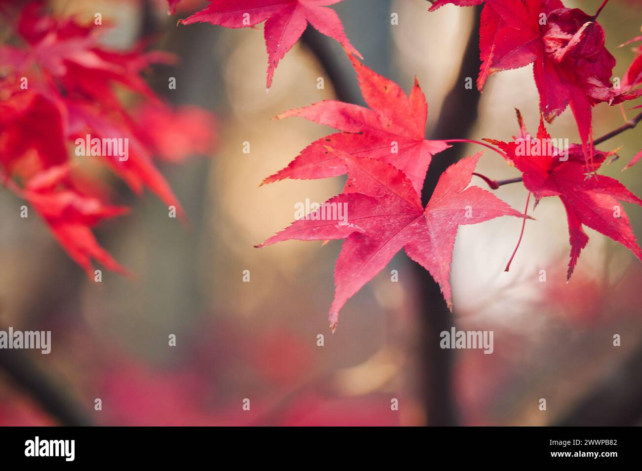 different aspects of colors in nature during autumn period Stock Photo ...