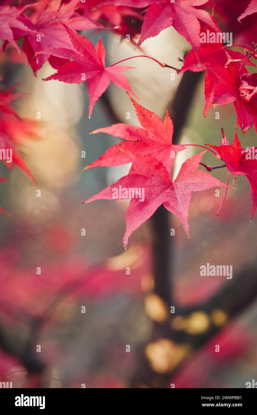 different aspects of colors in nature during autumn period Stock Photo ...